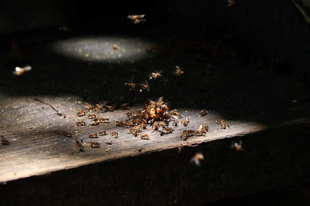 Why Termite Control Is Essential for Every Homeowner - Life and Experiences